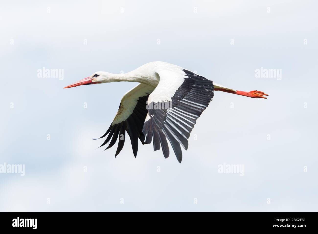 White stork in flight side view hi-res stock photography and images - Alamy