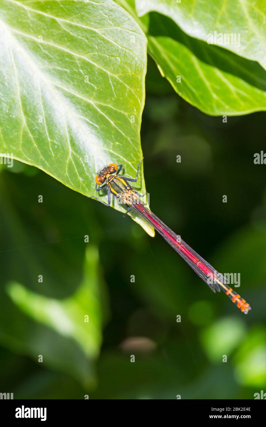 Insects on ivy hi-res stock photography and images - Alamy