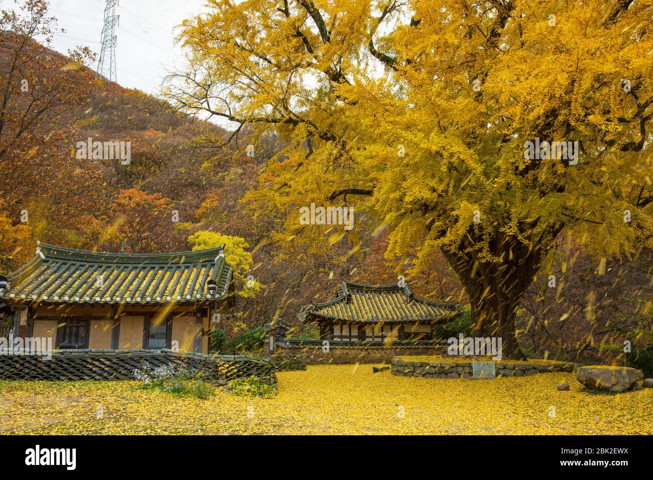 Traditional korean house autumn tree hi-res stock photography and ...