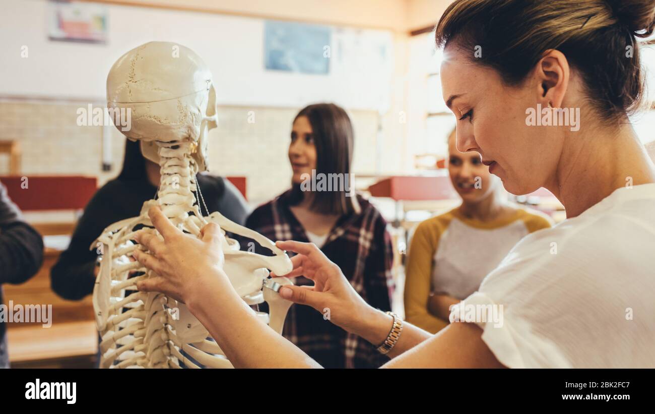 Human skeletal system hi-res stock photography and images - Alamy