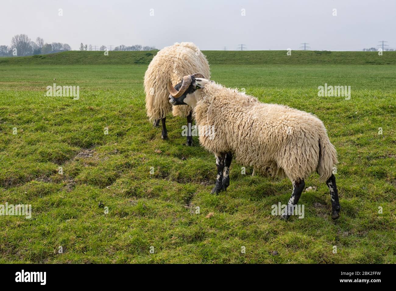 Beautiful sheep hi-res stock photography and images - Alamy