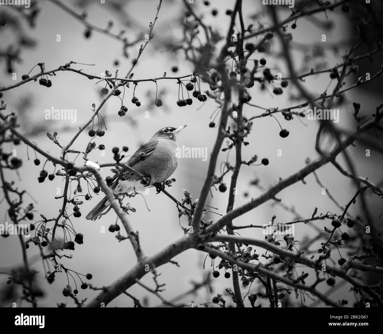 A black and white image of a majestic-looking American robin (Turdus ...