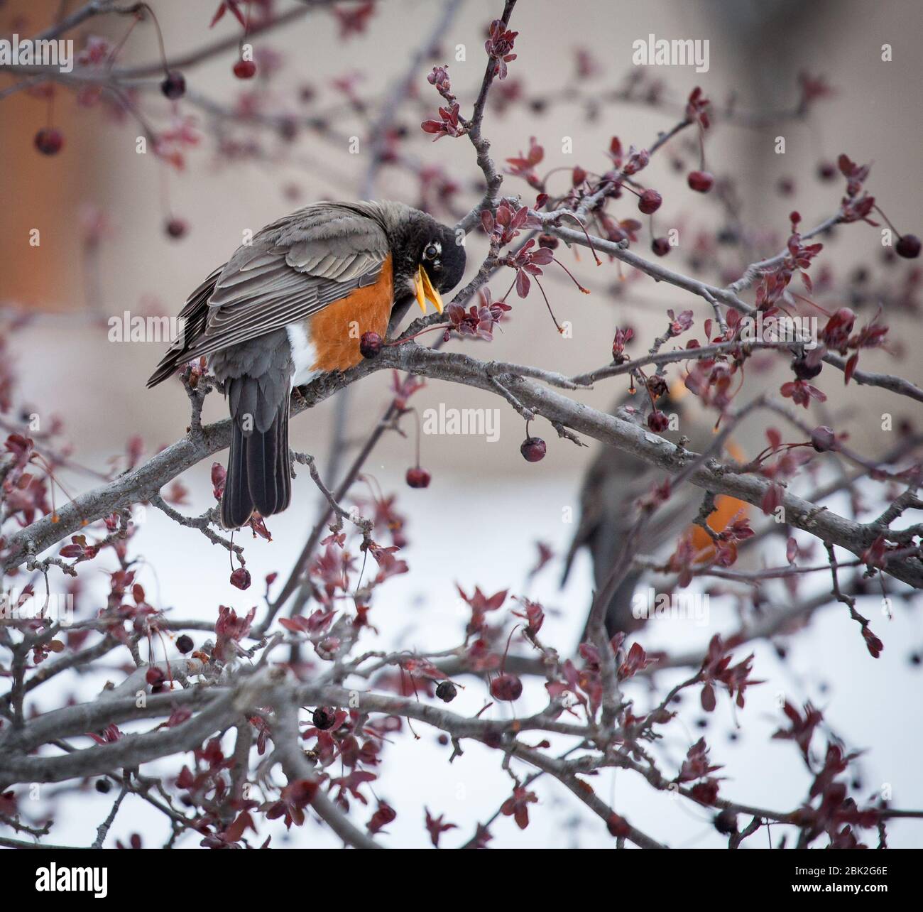 Robin in a crabapple tree hi-res stock photography and images - Alamy