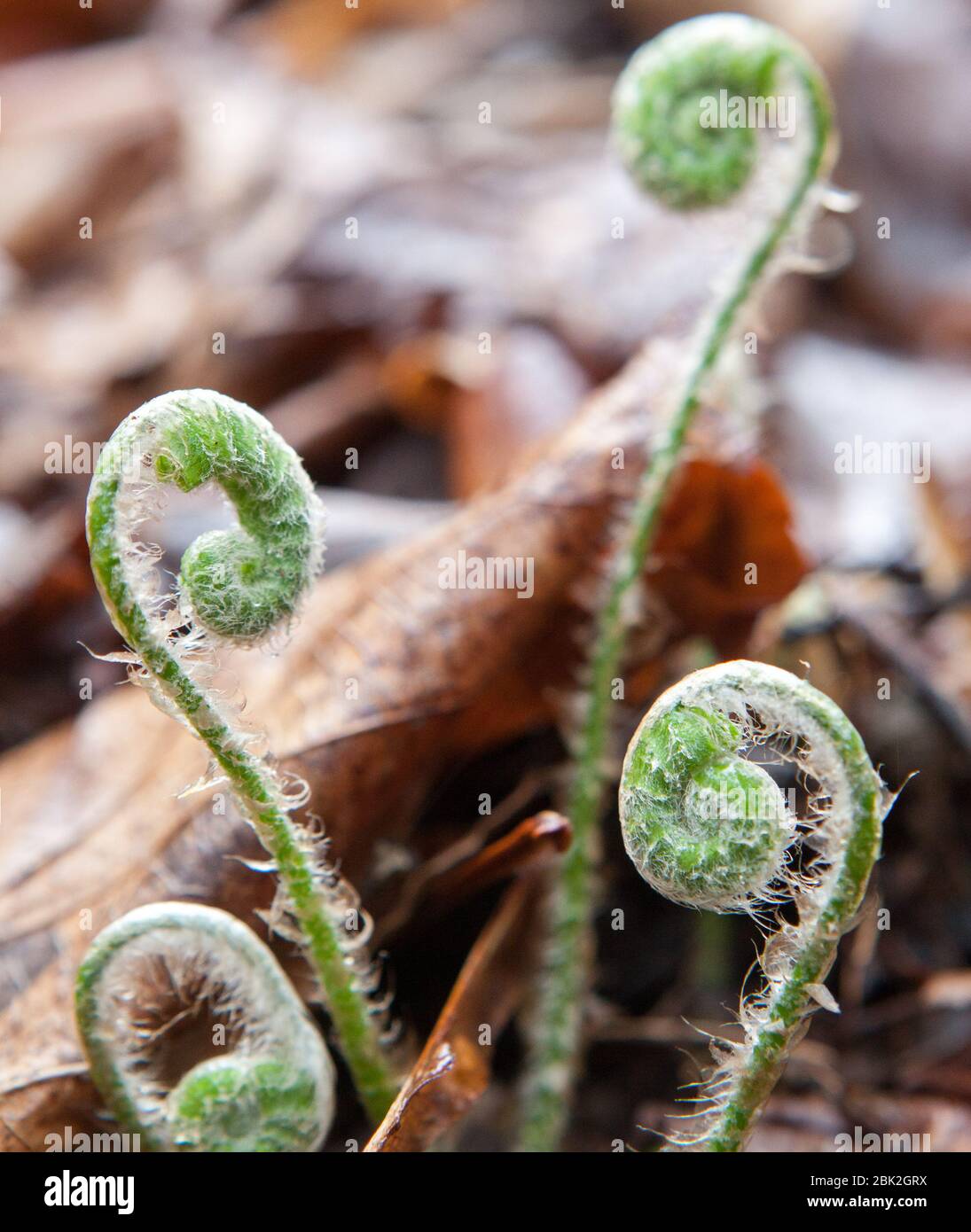 Fern forest floor hi-res stock photography and images - Alamy