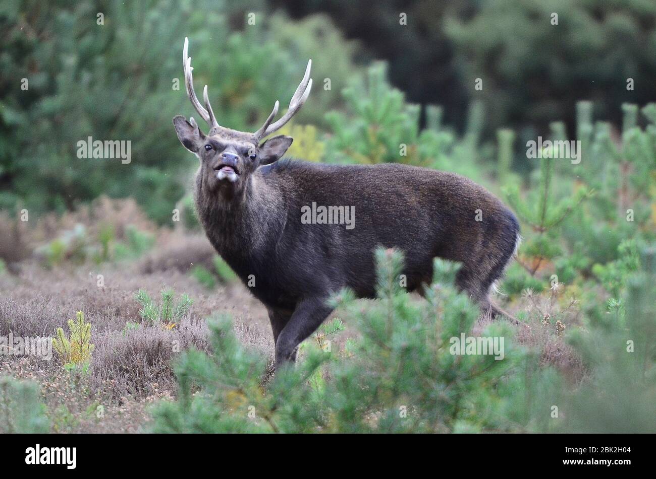 sika stag during the autmn rut Stock Photo - Alamy