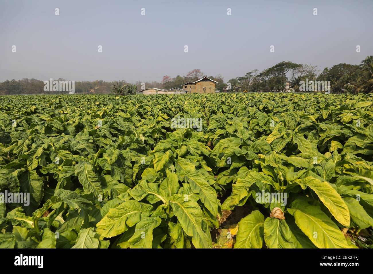 Tobacco fields seen in Bandarban, Bangladesh on March 2, 2020. A total ...