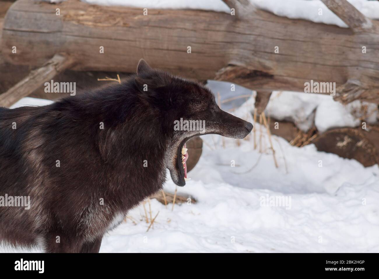 Black and white wolf yawning hi-res stock photography and images - Alamy