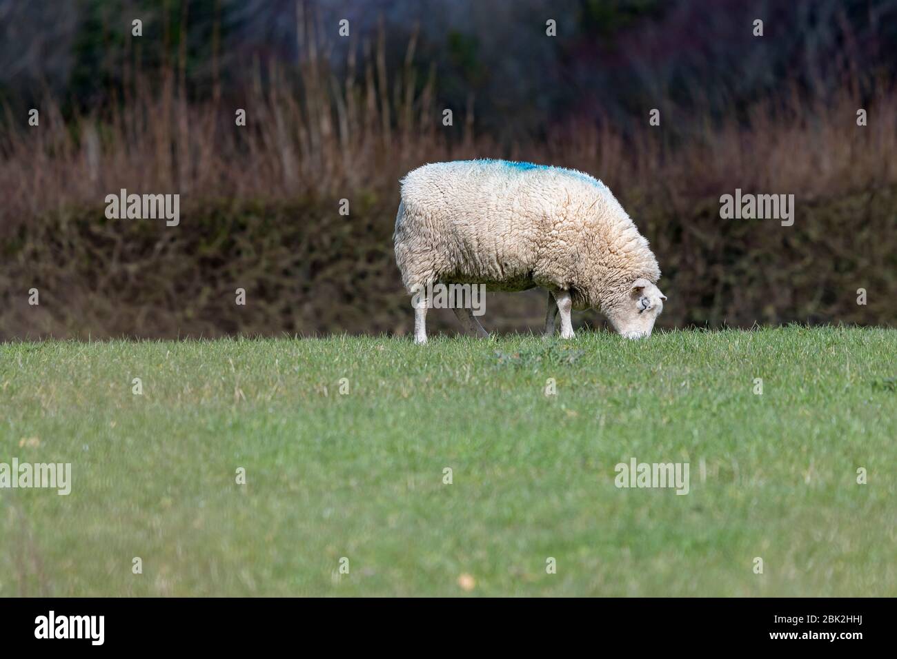 Sheep grazing in field of grass in countryside Stock Photo - Alamy