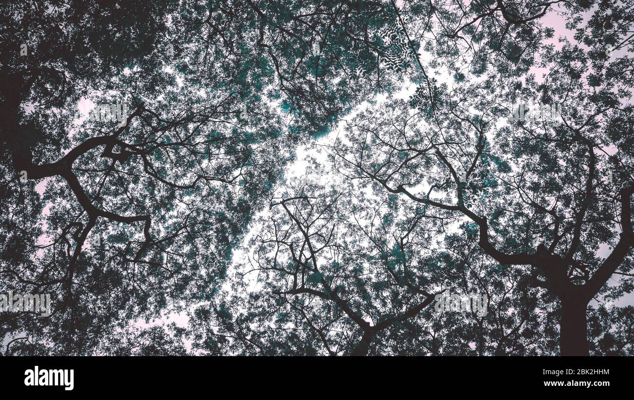 Tree Branches with leaves Stock Photo - Alamy