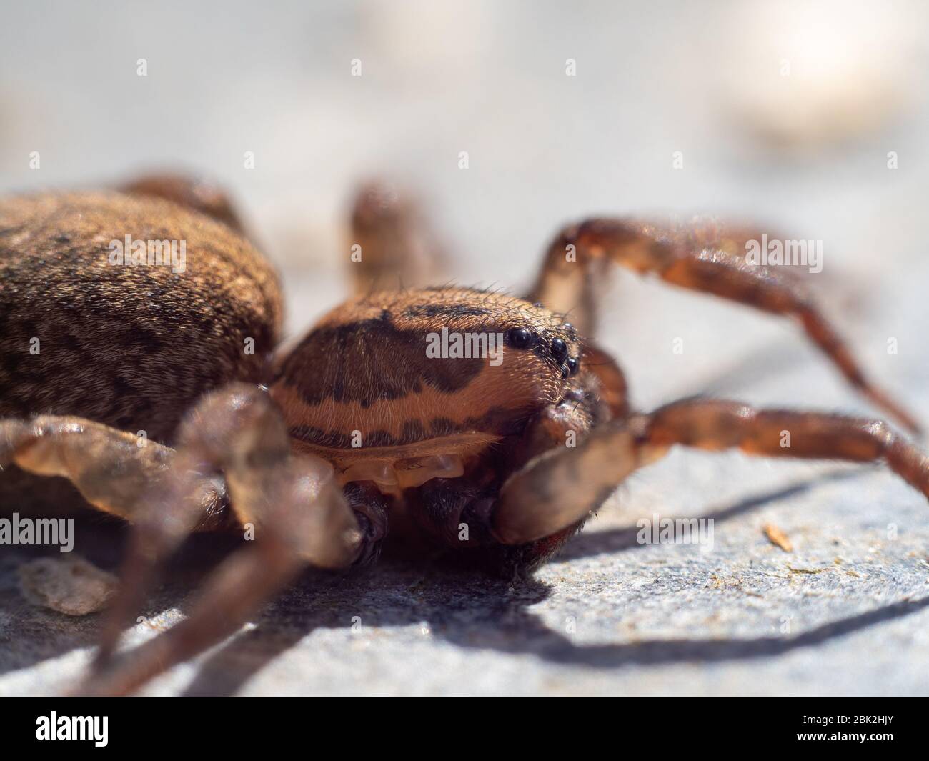 Wolf spider pardosa sp lycosidae hi-res stock photography and images ...