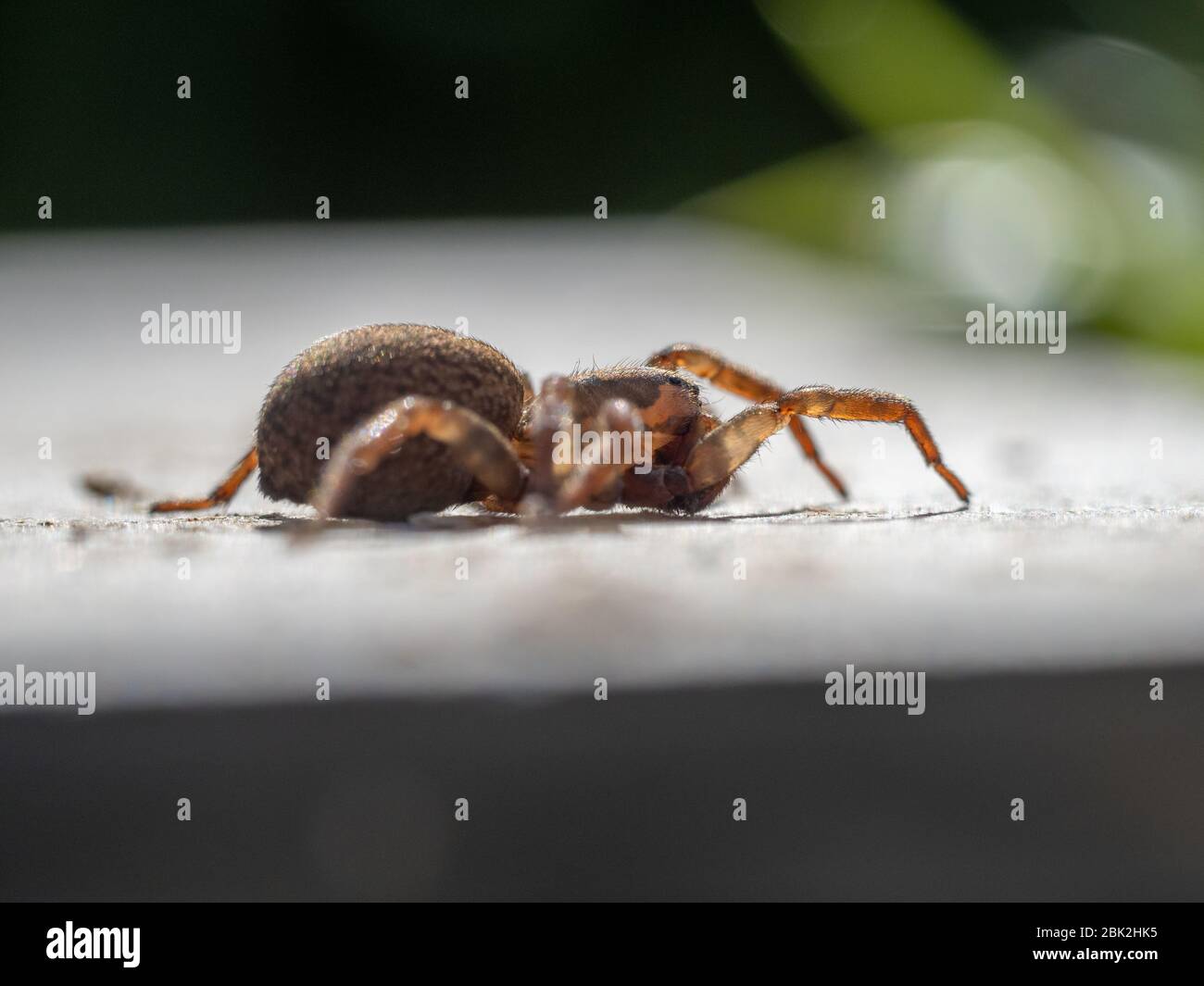 Wolf spider pardosa sp lycosidae hi-res stock photography and images ...