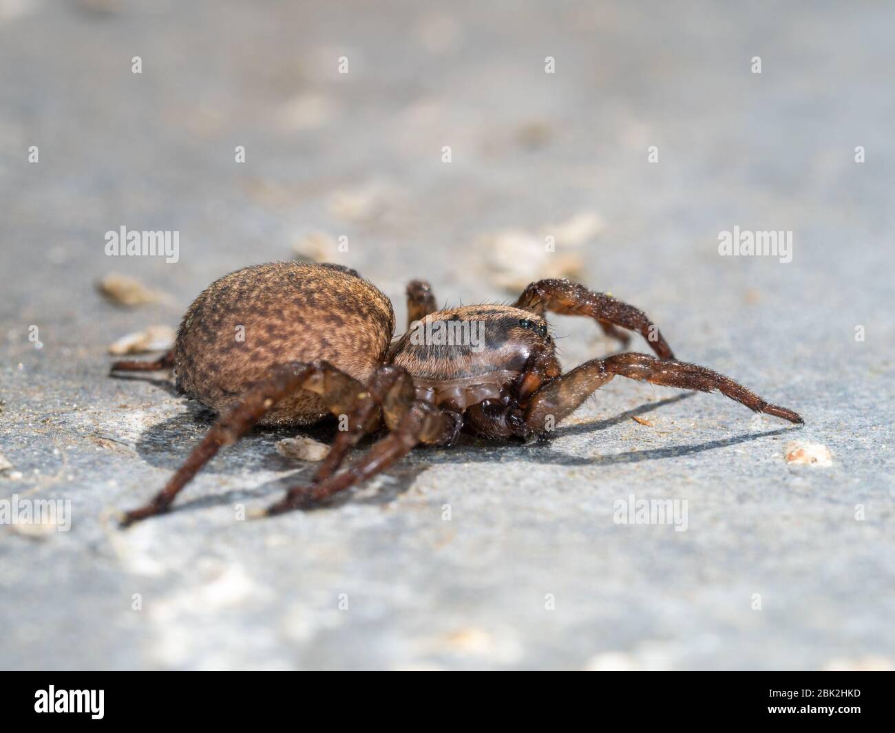 Close up of a Wet Small Wolf Spider, Pardosa sp Stock Photo - Alamy