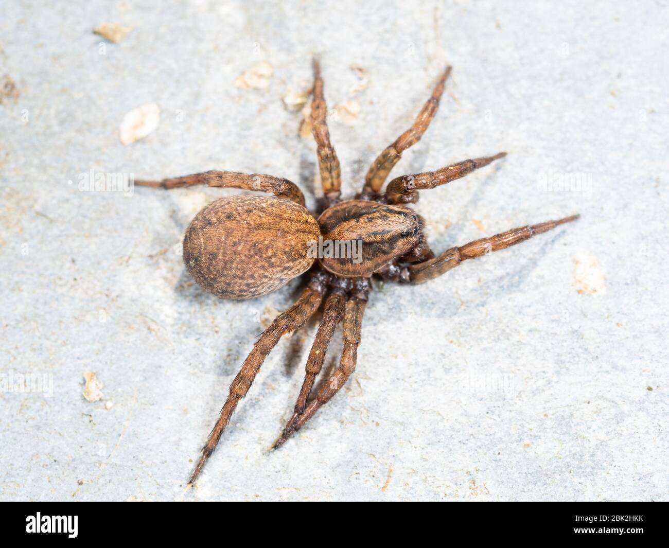Wolf spider fangs macro hi-res stock photography and images - Alamy