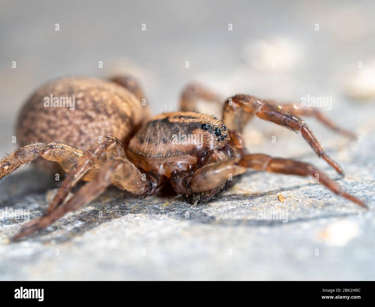 Close up of a Small Wolf Spider, Pardosa sp Stock Photo - Alamy