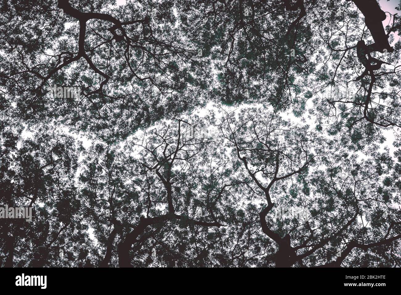 Tree Branches with leaves Stock Photo - Alamy