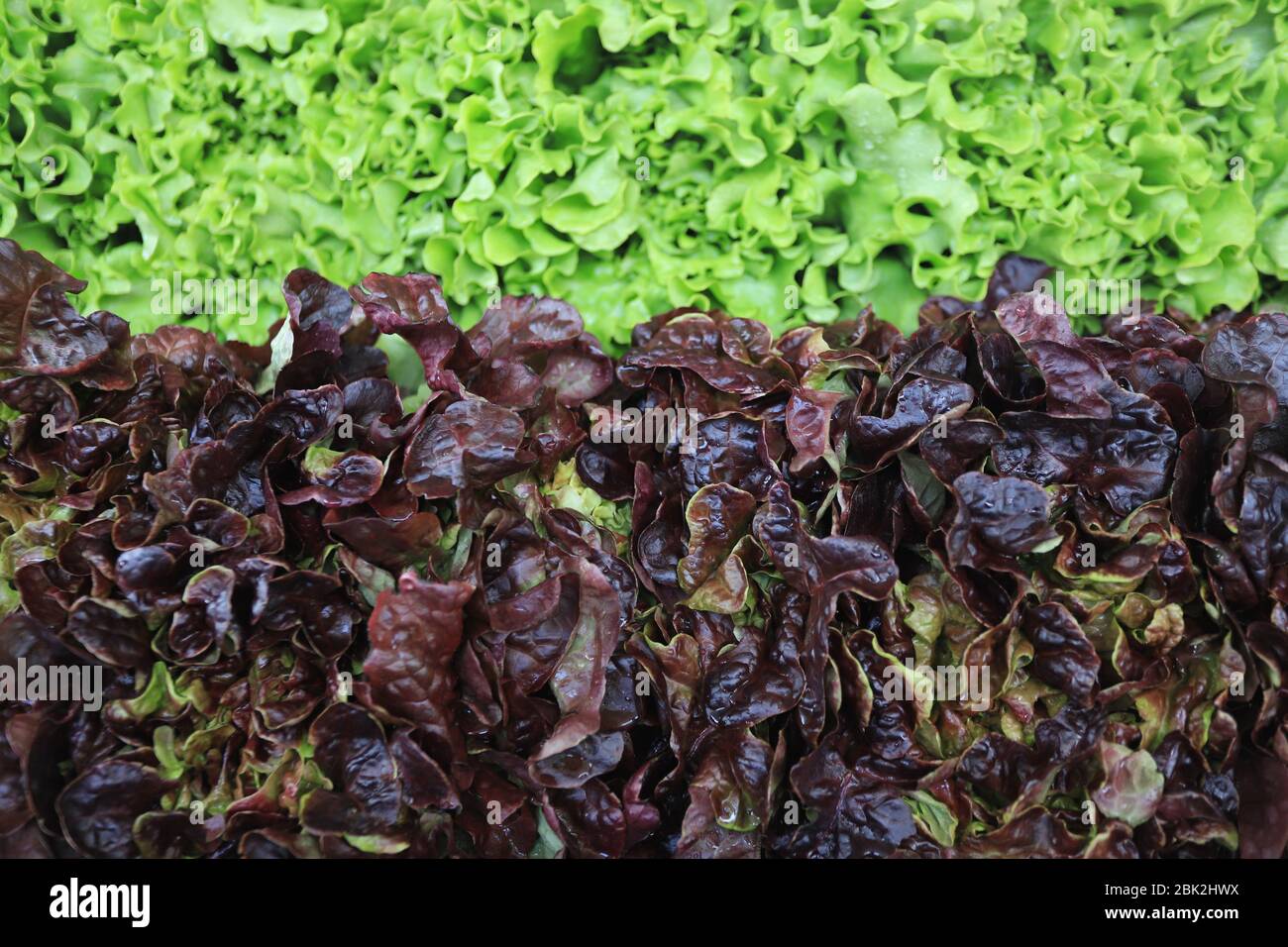 Green and colored lettuce as background Stock Photo - Alamy
