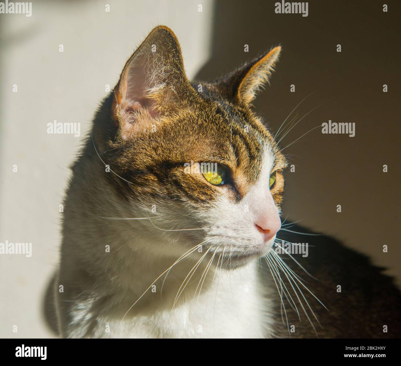 Tabby and white cat sunbathing Stock Photo - Alamy