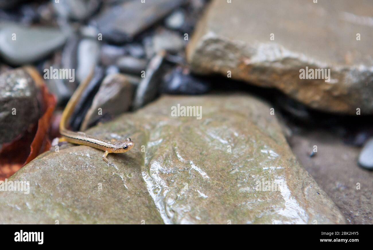 Southern Two Lined Salamander