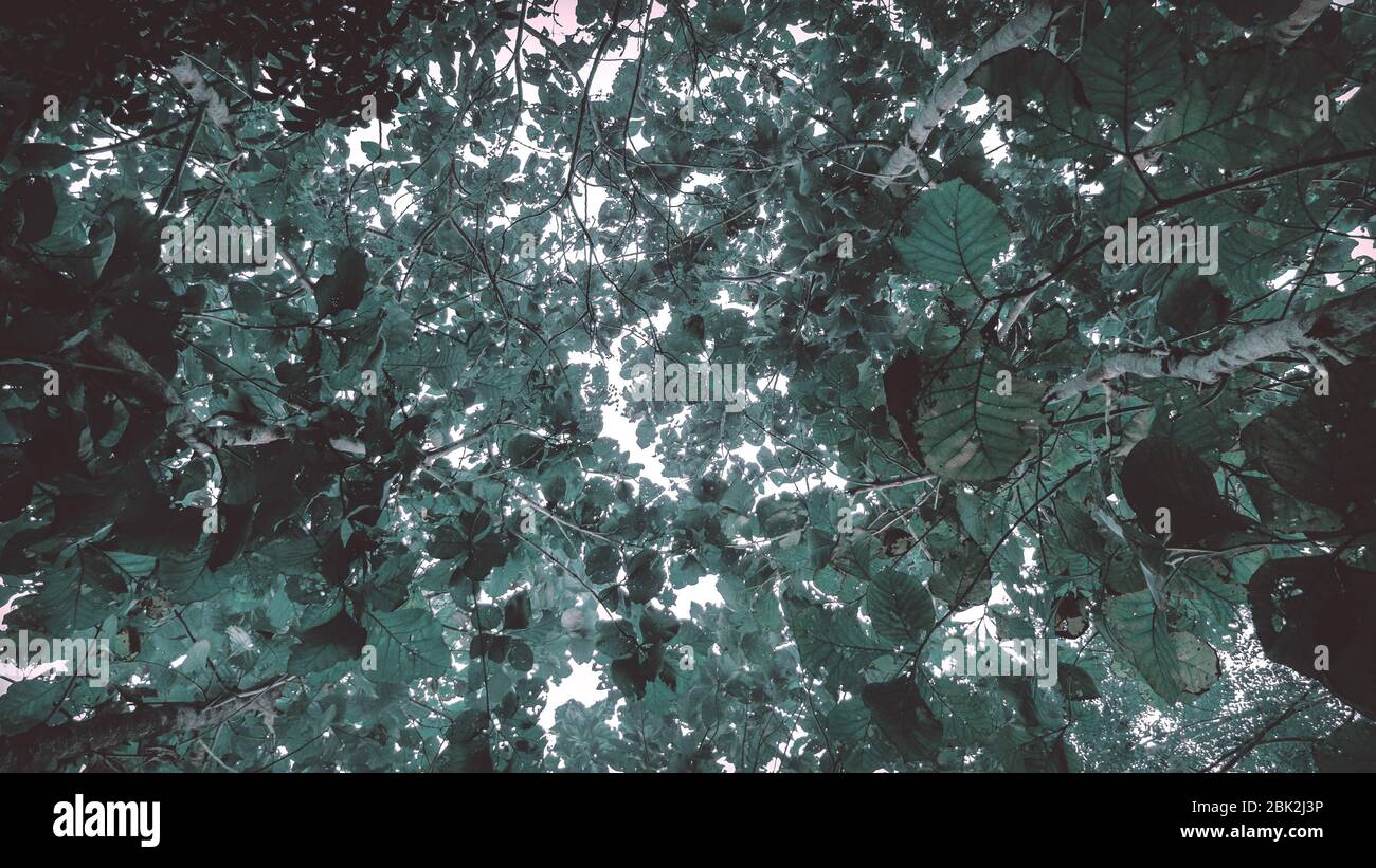 Tree Branches with leaves Stock Photo - Alamy
