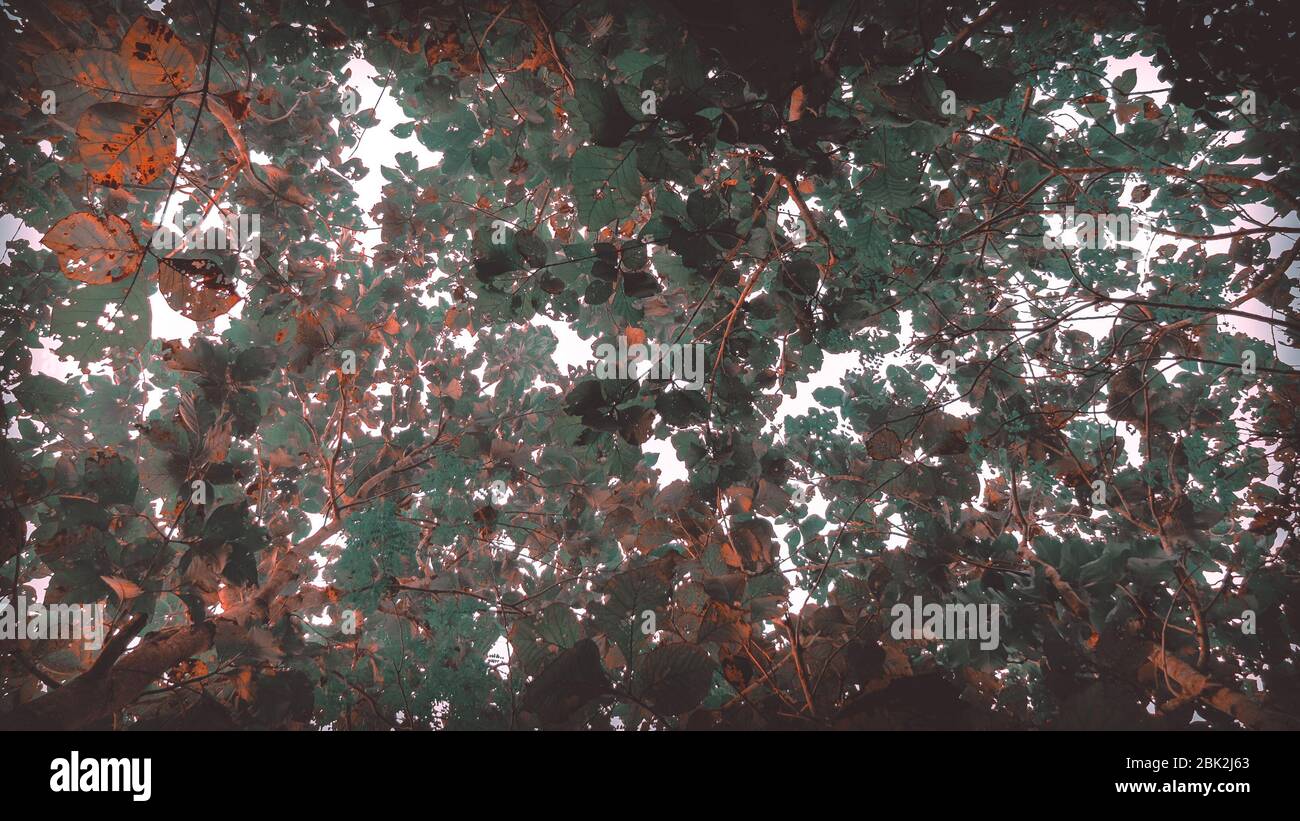 Tree Branches with leaves Stock Photo - Alamy
