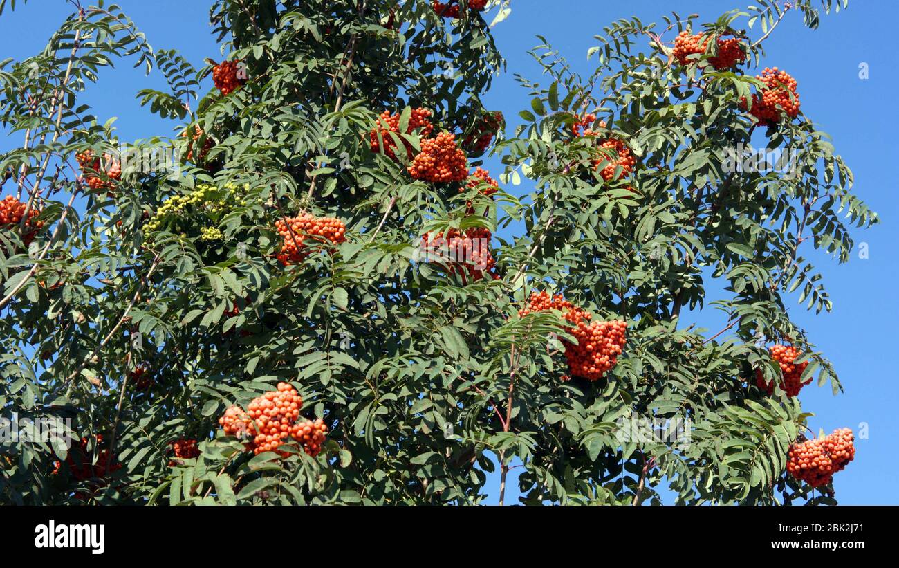 ashberry at dry sunny day Stock Photo - Alamy