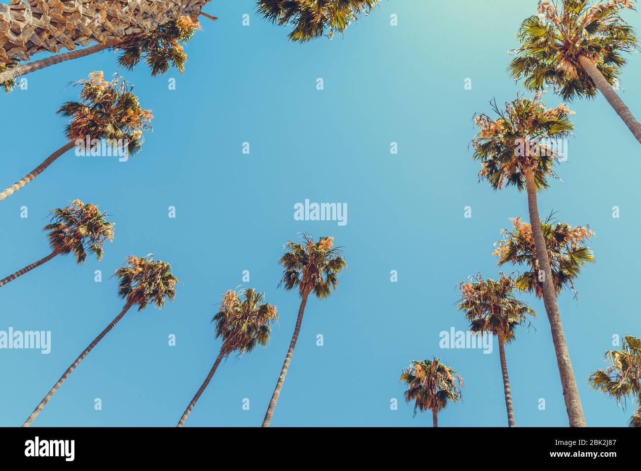 Santa barbara palm trees sunset hi-res stock photography and images - Alamy