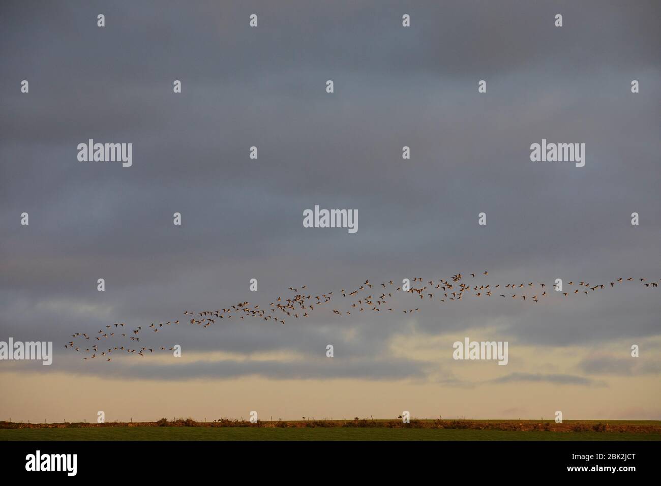 Geese formation hi-res stock photography and images - Alamy