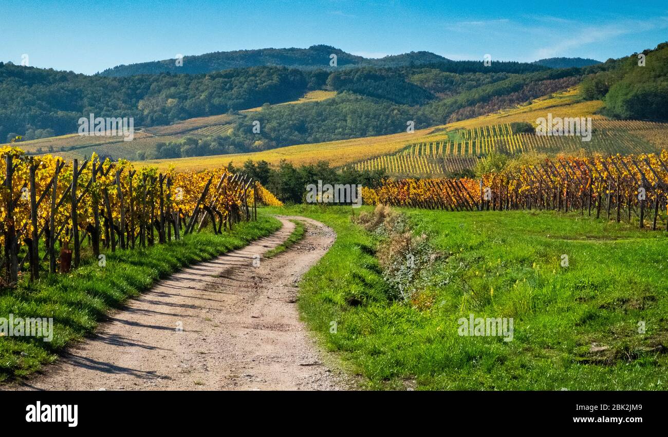 Vines path hi-res stock photography and images - Alamy