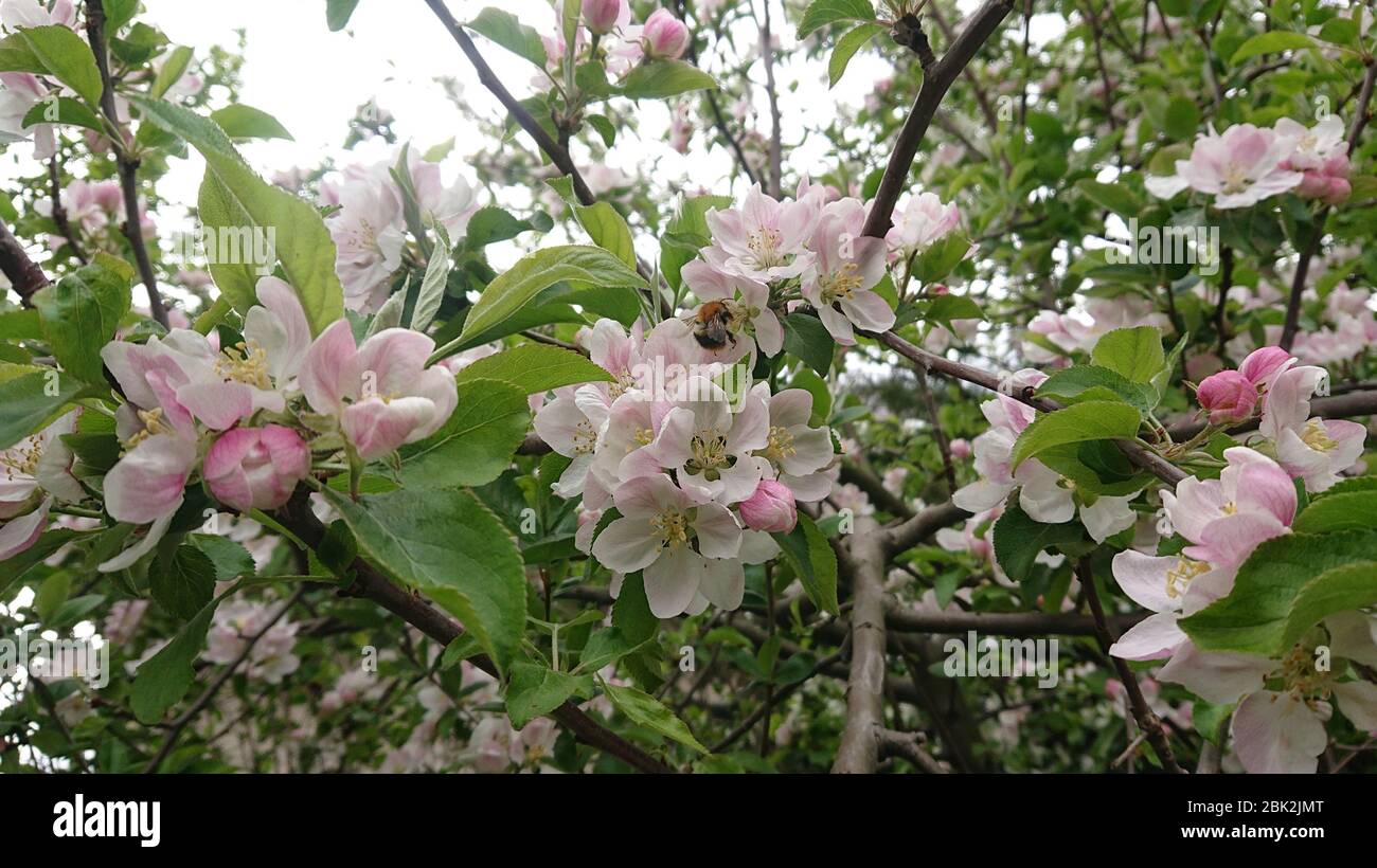 Bumblebee on an apple blossom. Pollination flowers and plants in the ...
