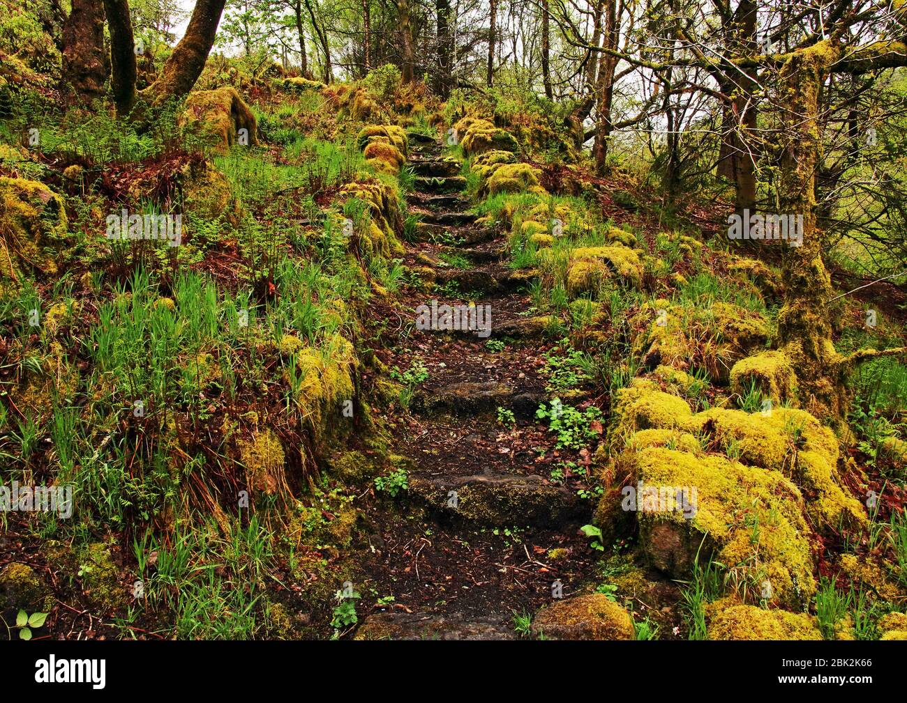 Mossy steps hi-res stock photography and images - Alamy