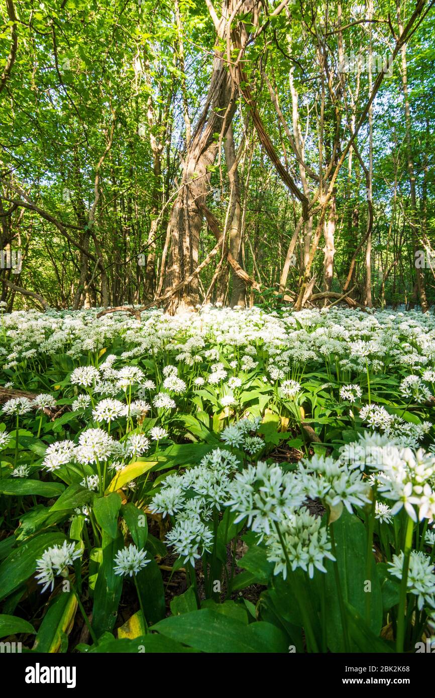 Nationalpark Donauauen, Danube-Auen National Park: blooming Bärlauch ...