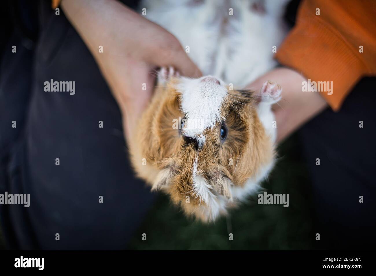 Pig nose playing hi-res stock photography and images - Alamy