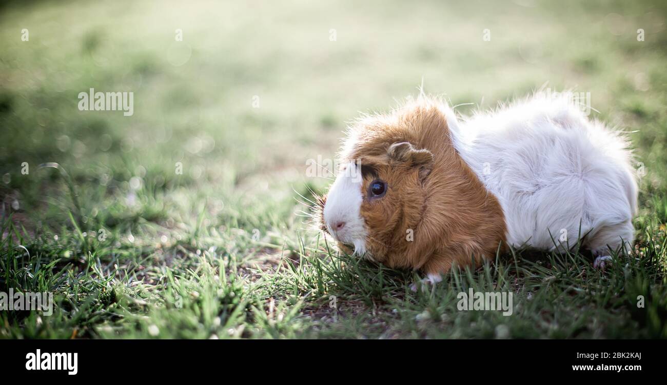 Guinea pig grass hi-res stock photography and images - Alamy