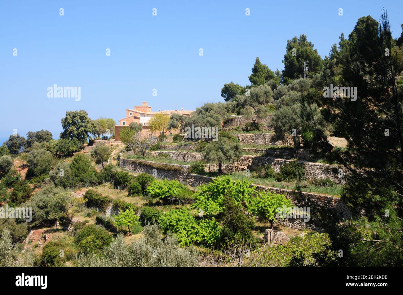 Terraces olive trees hi-res stock photography and images - Alamy