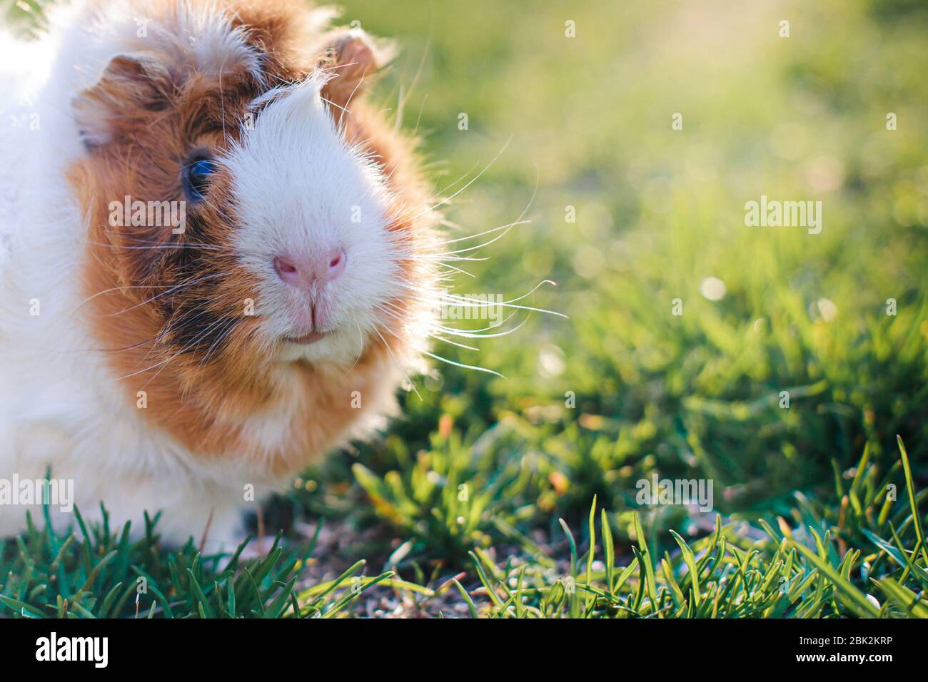 Guinea pig grass hi-res stock photography and images - Alamy