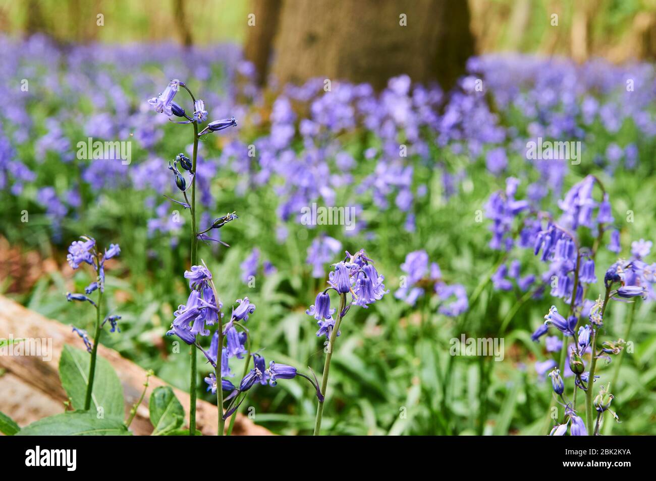 Bluebells in late Spring in Brampton Woods, Kettering, Northamptonshire ...