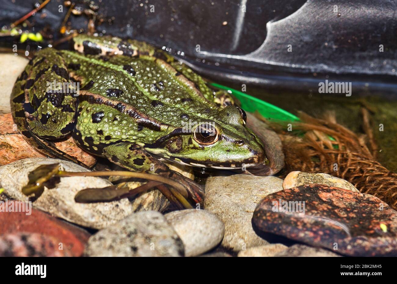 Frog eyes above water hi-res stock photography and images - Alamy