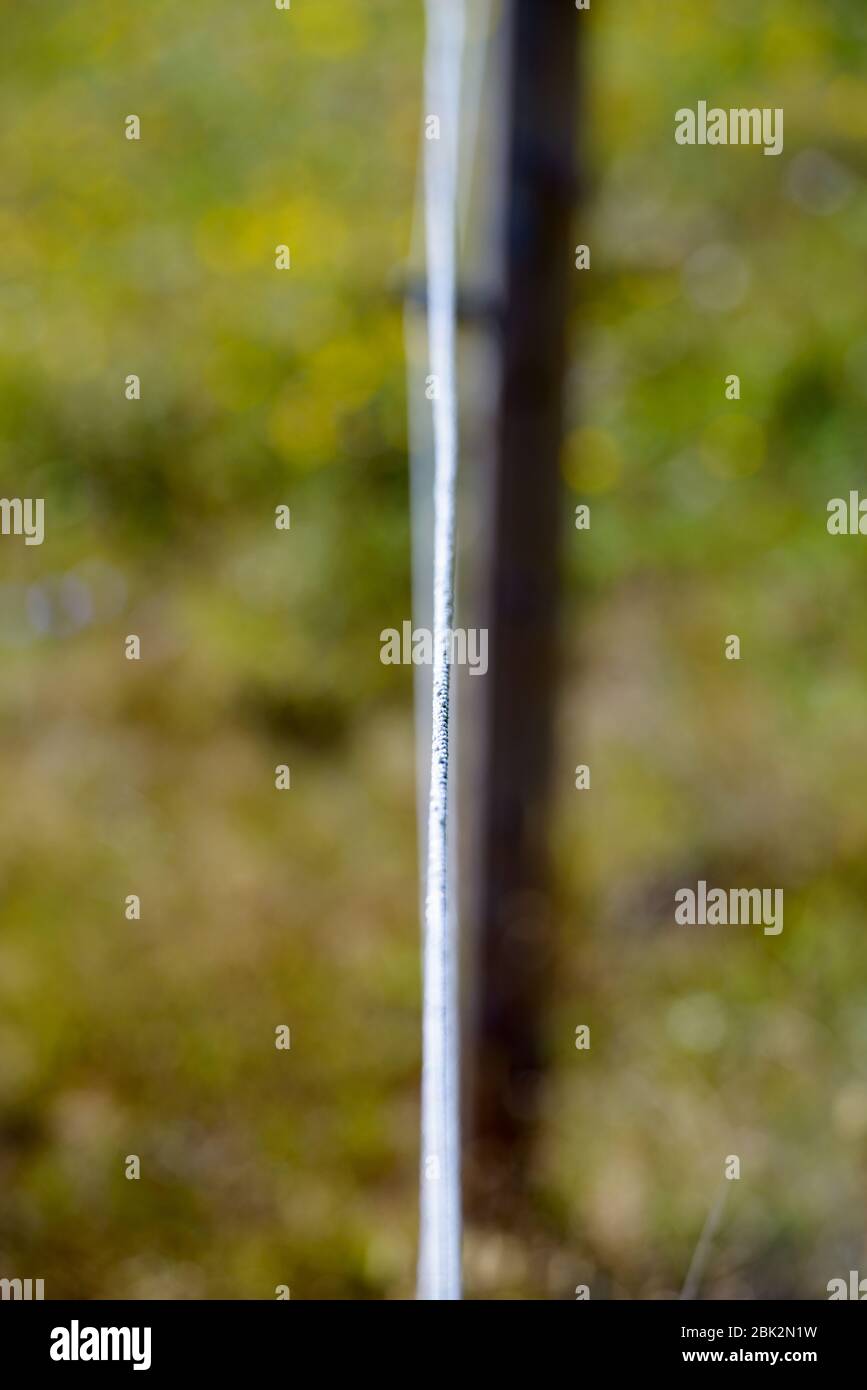 Strand of thread across the grass field outdoors Stock Photo - Alamy