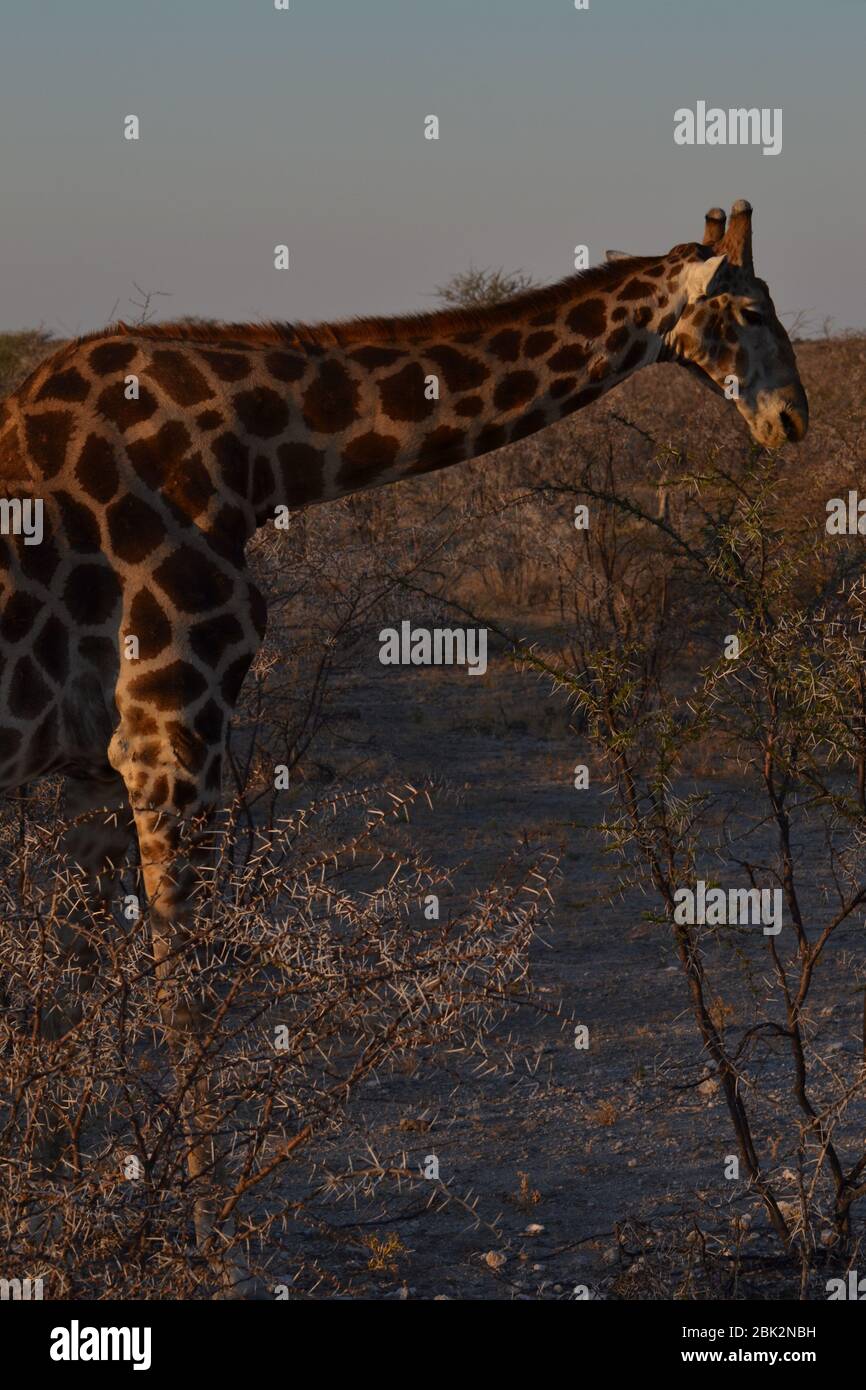 Giraffe eating from the tree tops Stock Photo - Alamy