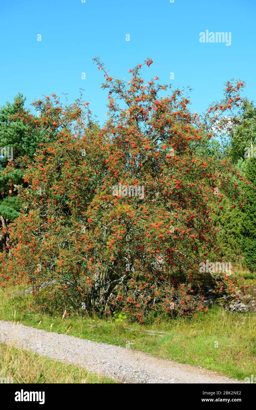 Rowan plant hi-res stock photography and images - Alamy