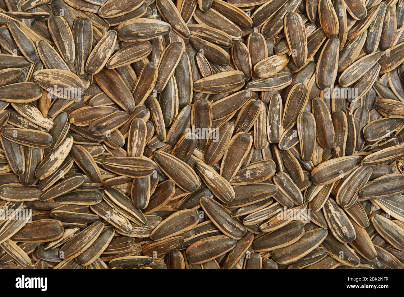 Pile of sunflower seeds close-up detailed shot Stock Photo - Alamy