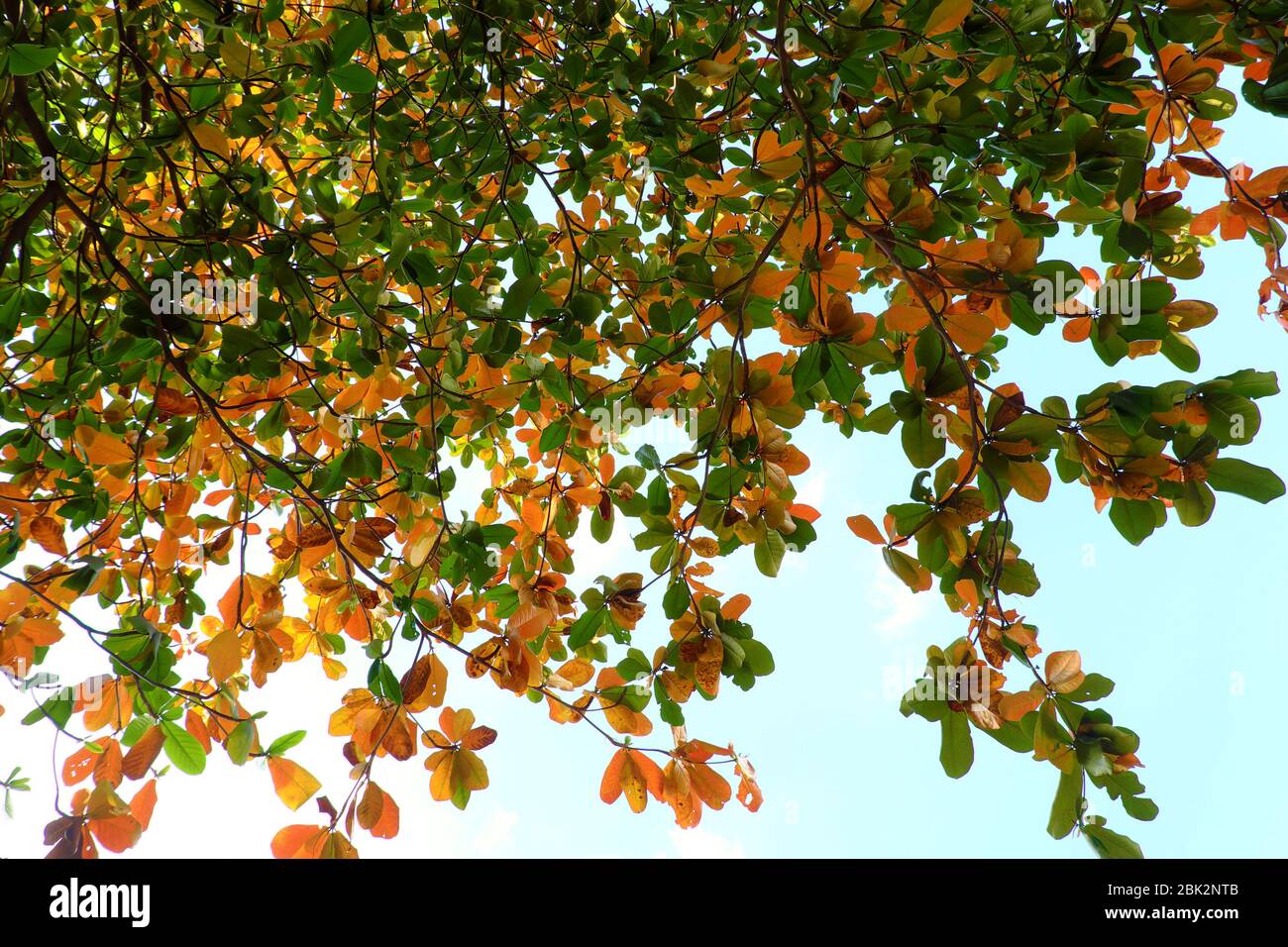 Terminalia catappa hi-res stock photography and images - Alamy