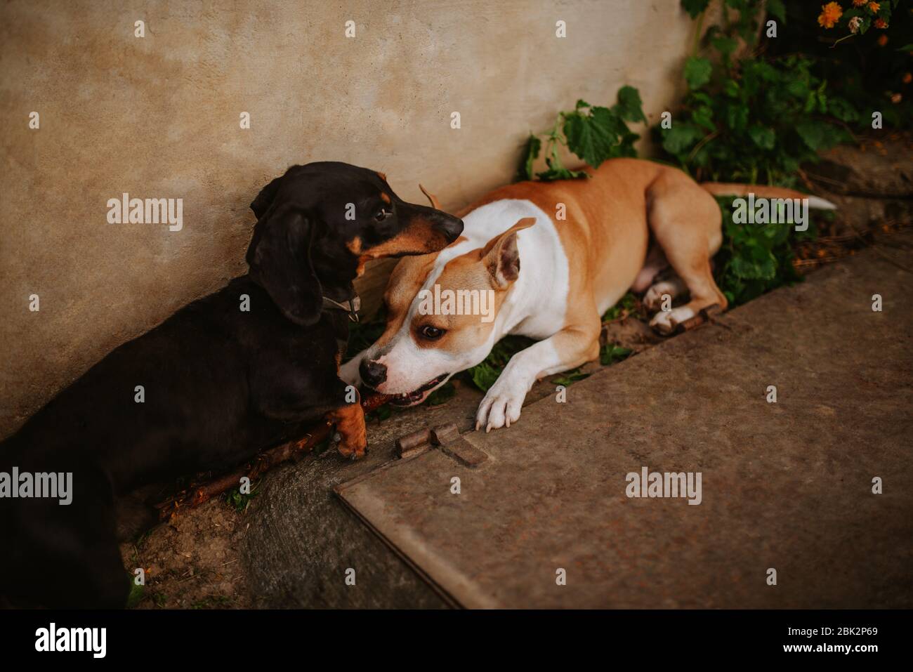 Two dogs playing background hi-res stock photography and images - Alamy
