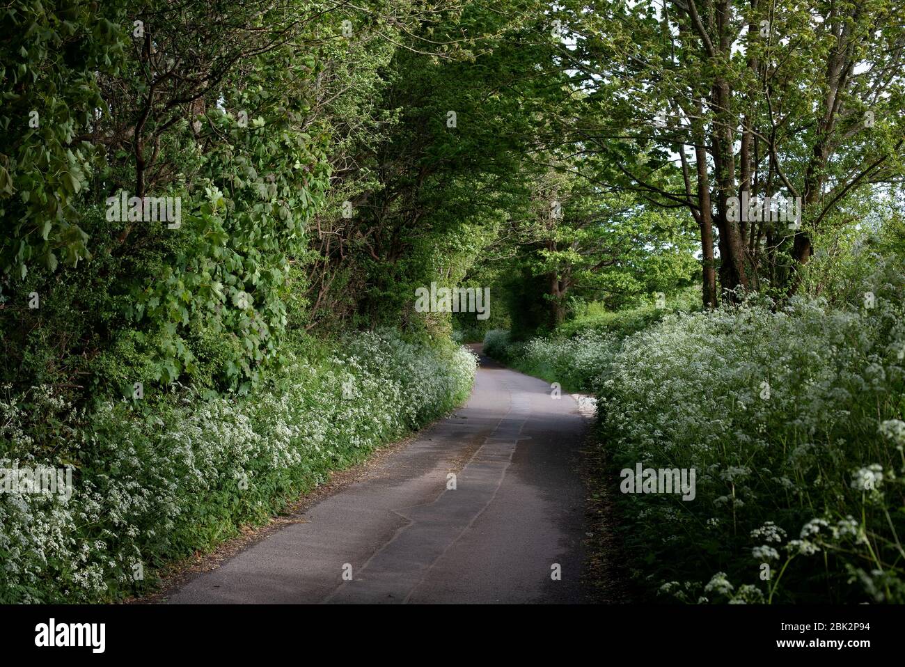 Welsh country lane Stock Photo - Alamy