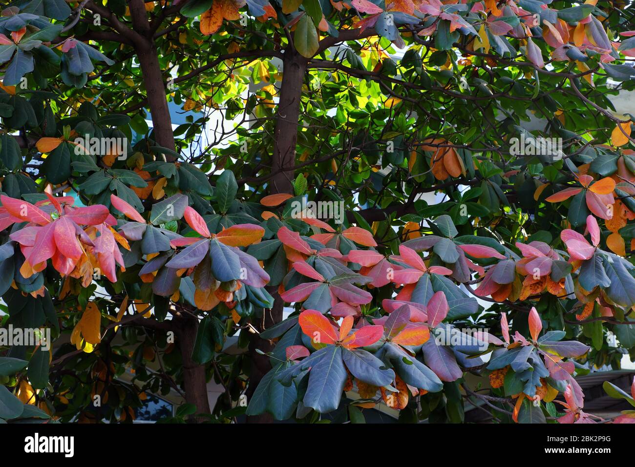 Terminalia catappa hi-res stock photography and images - Alamy