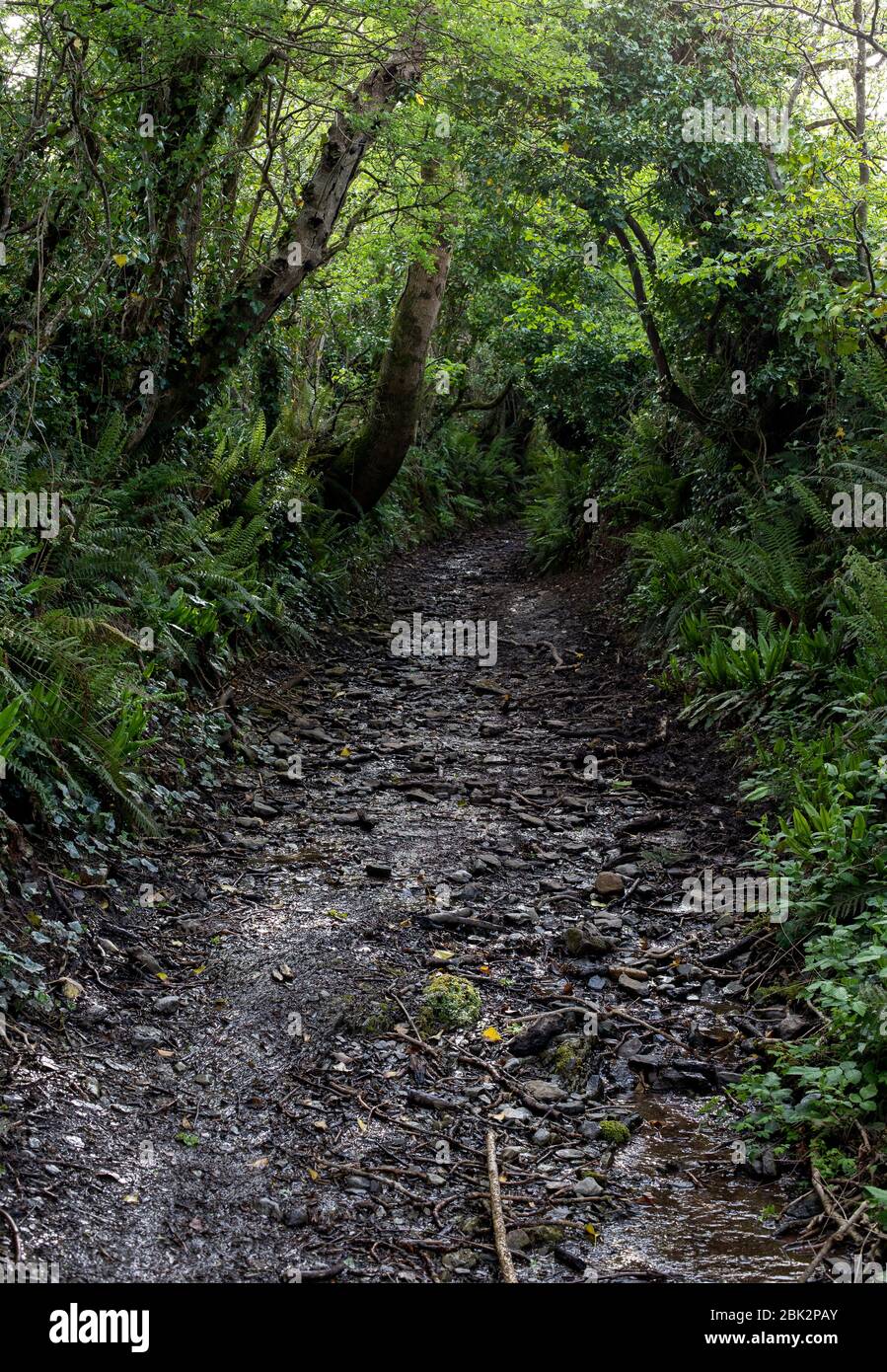 Ancient Bridle Path Stock Photo - Alamy