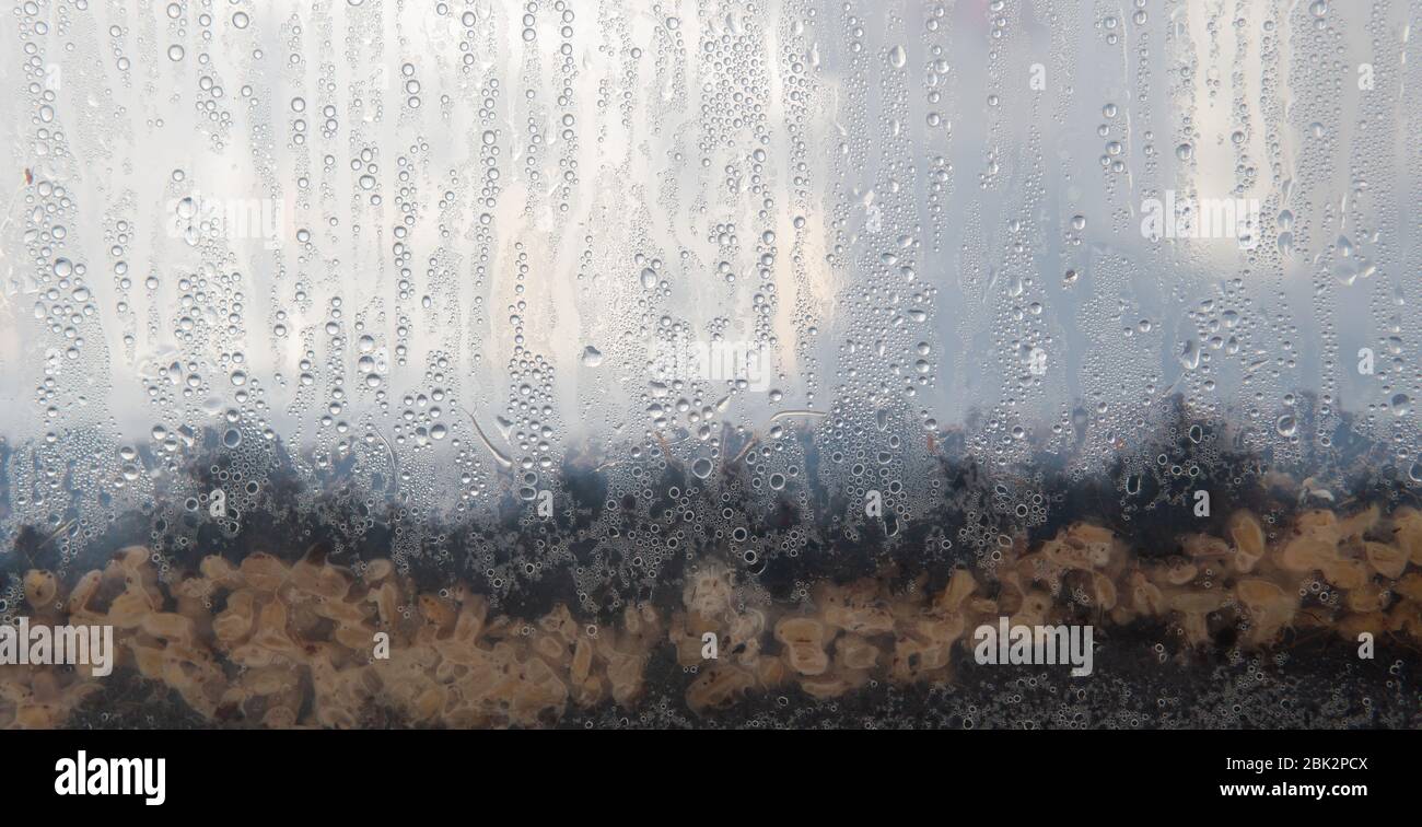 mushroom cultivation at home. Colonization of the substrate with ...