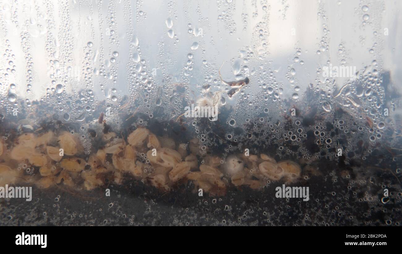 Mushroom mycelium microscope hi-res stock photography and images - Alamy