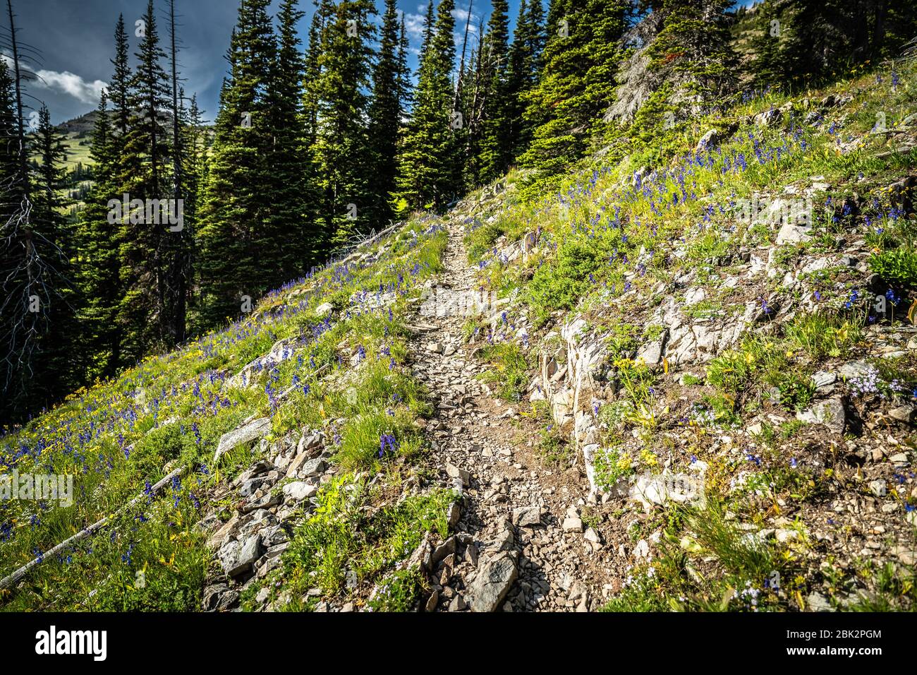 The Washington Section of the Pacific Crest Trail at the Harts Pass ...