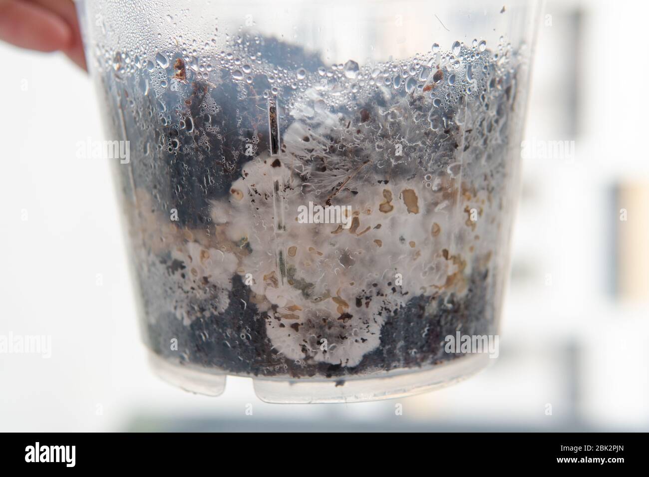 mushroom cultivation at home. Colonization of the substrate with ...